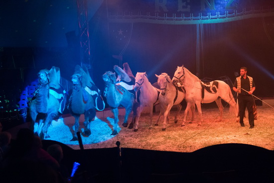 circus-online, programme
